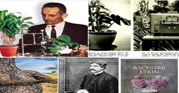 BİTKİLERİN DUYGUSAL TEPKİ DENEYLERİ | SİNOP BİLİM KÜLTÜR EĞİTİM DERNEĞİ